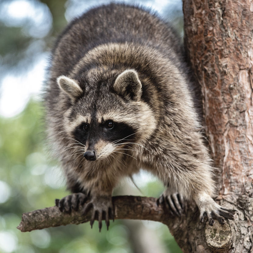 The Coon Hunting Boom of the 1980s: A Walk Down Memory Lane – Huntsmart