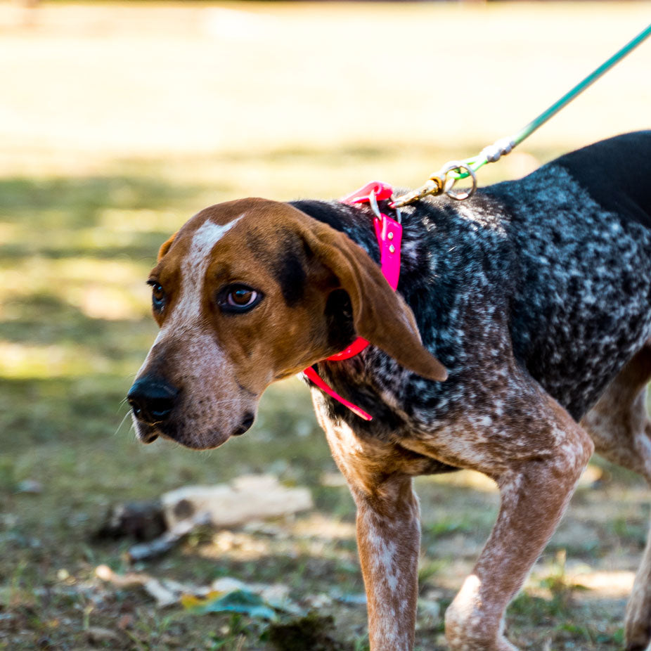 The Essential Guide to Hunting Dog Collars: Choosing the Perfect Fit f ...