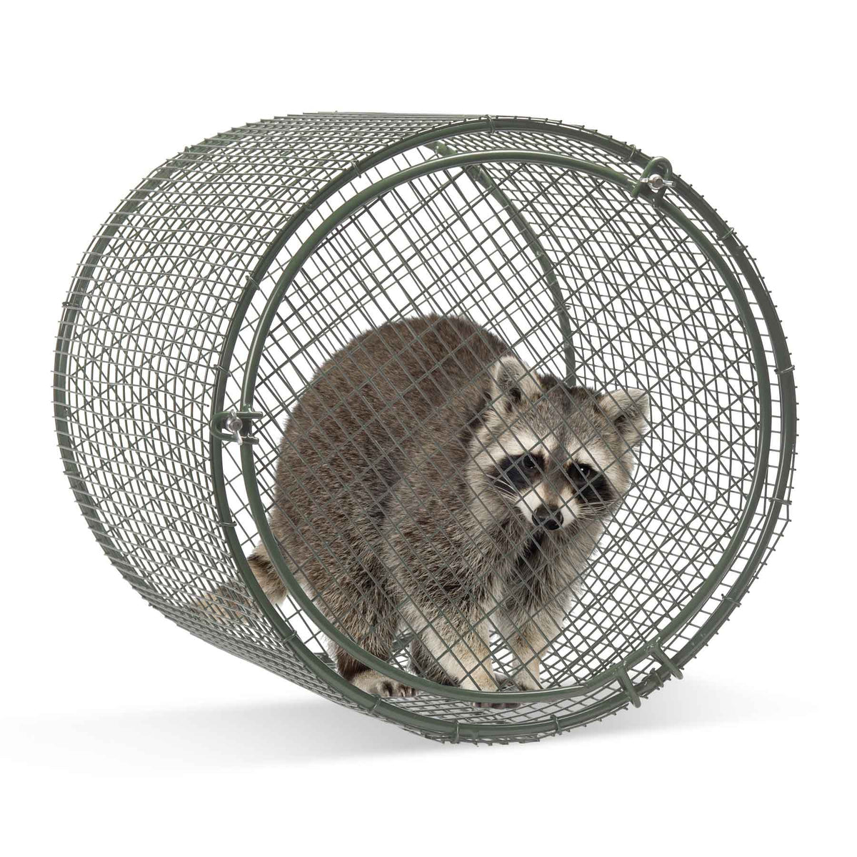 Dog Training Large 18" x 20" Raccoon Roll Cage | Huntsmart